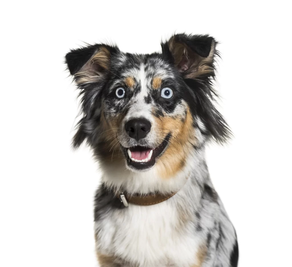 Mini Aussie Florida | Miniature American Shepherd Puppies