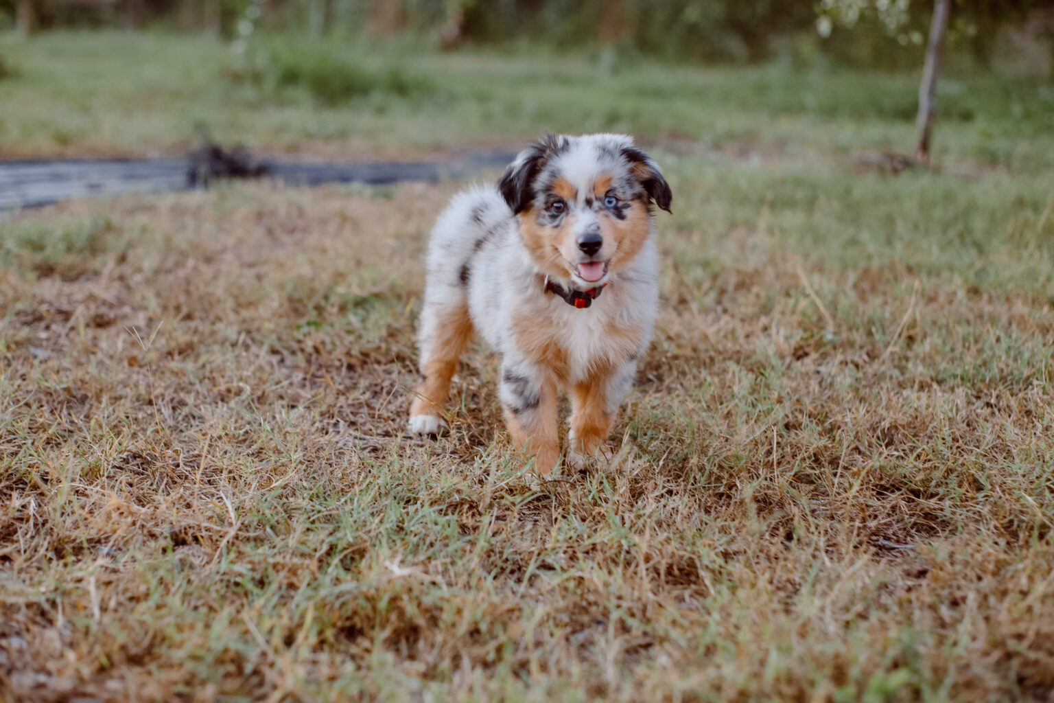 Mini Aussie Florida | Miniature American Shepherd Puppies