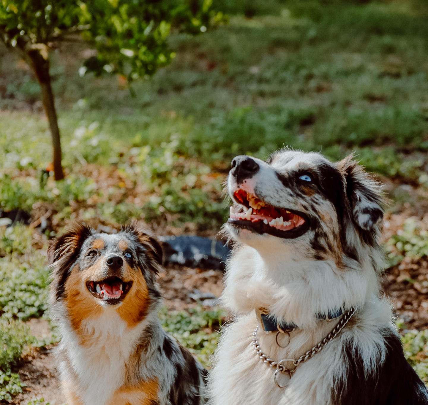 Mini Aussie Florida | Miniature American Shepherd Puppies