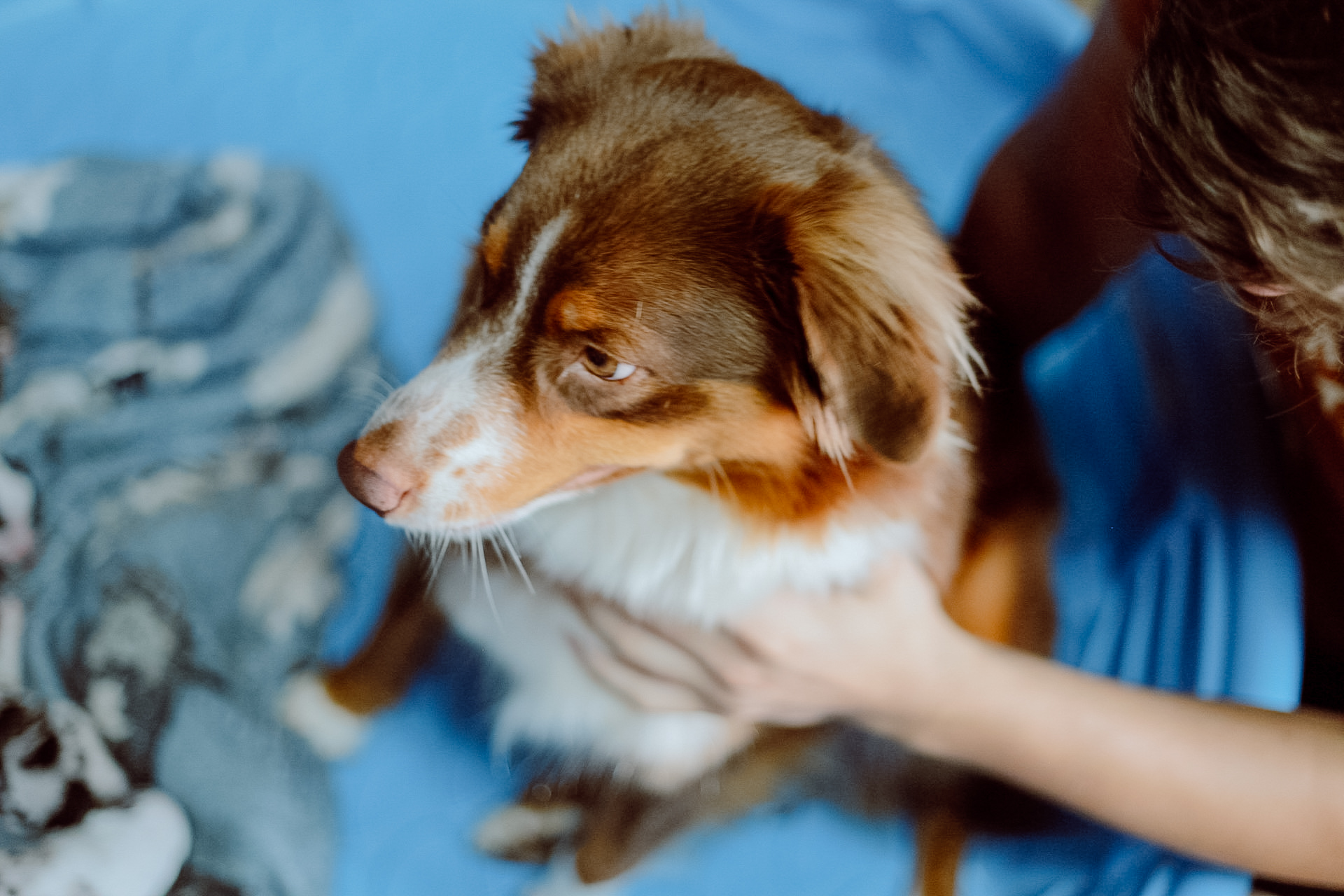 Mini Aussie Florida | Miniature American Shepherd Puppies