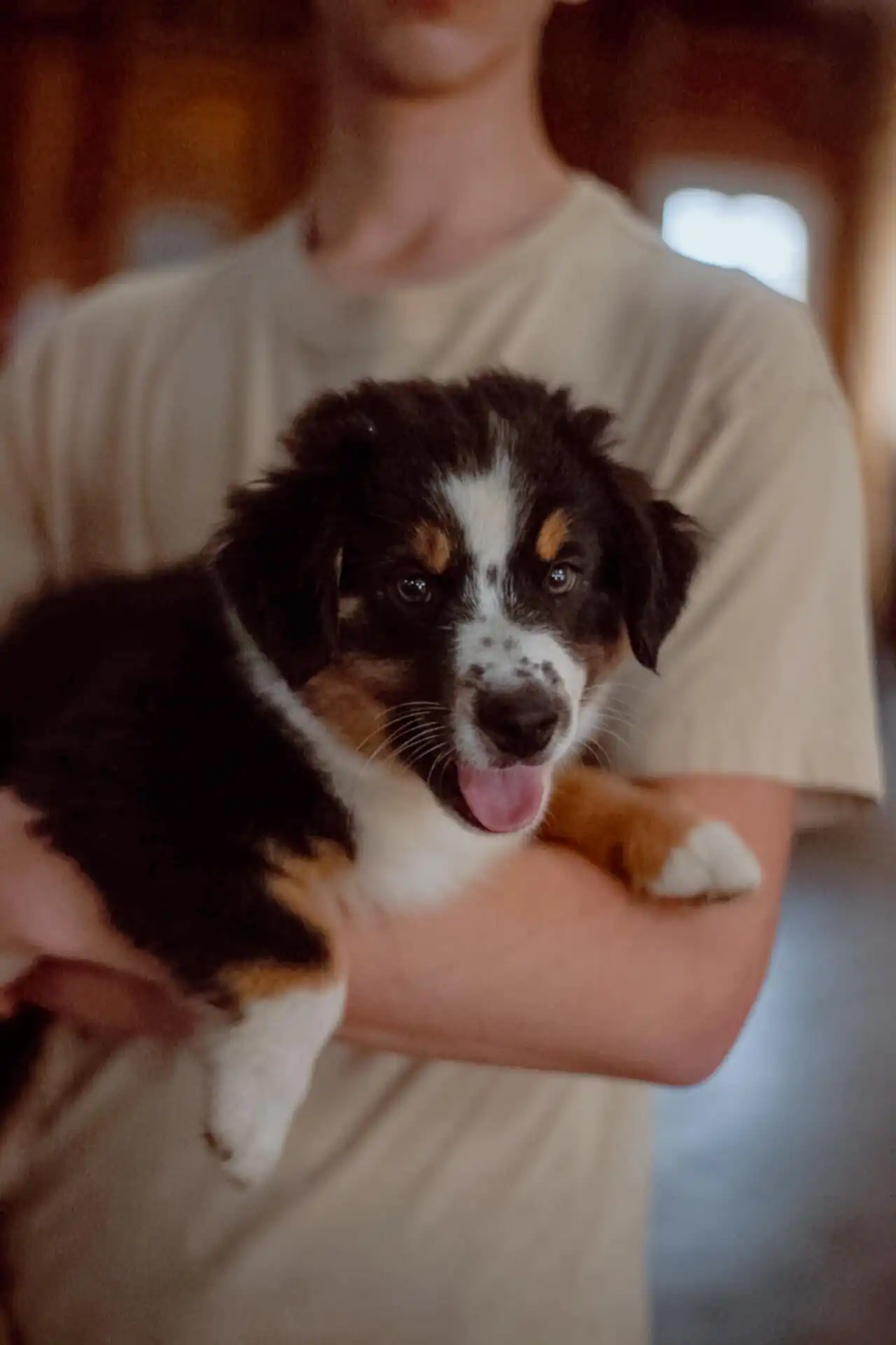 Available Miniature American Shepherd Puppies – October 2024 Litter ...
