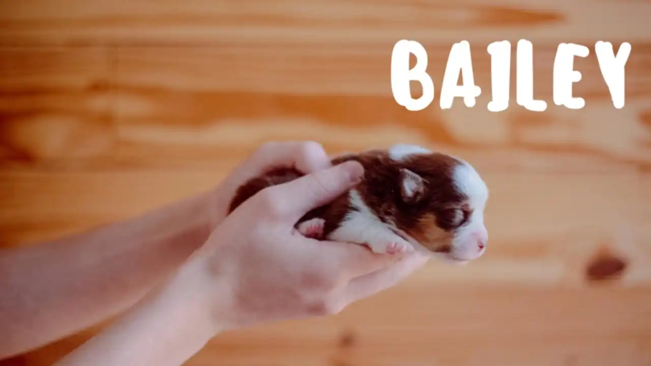 Mini Aussie Florida | Miniature American Shepherd Puppies