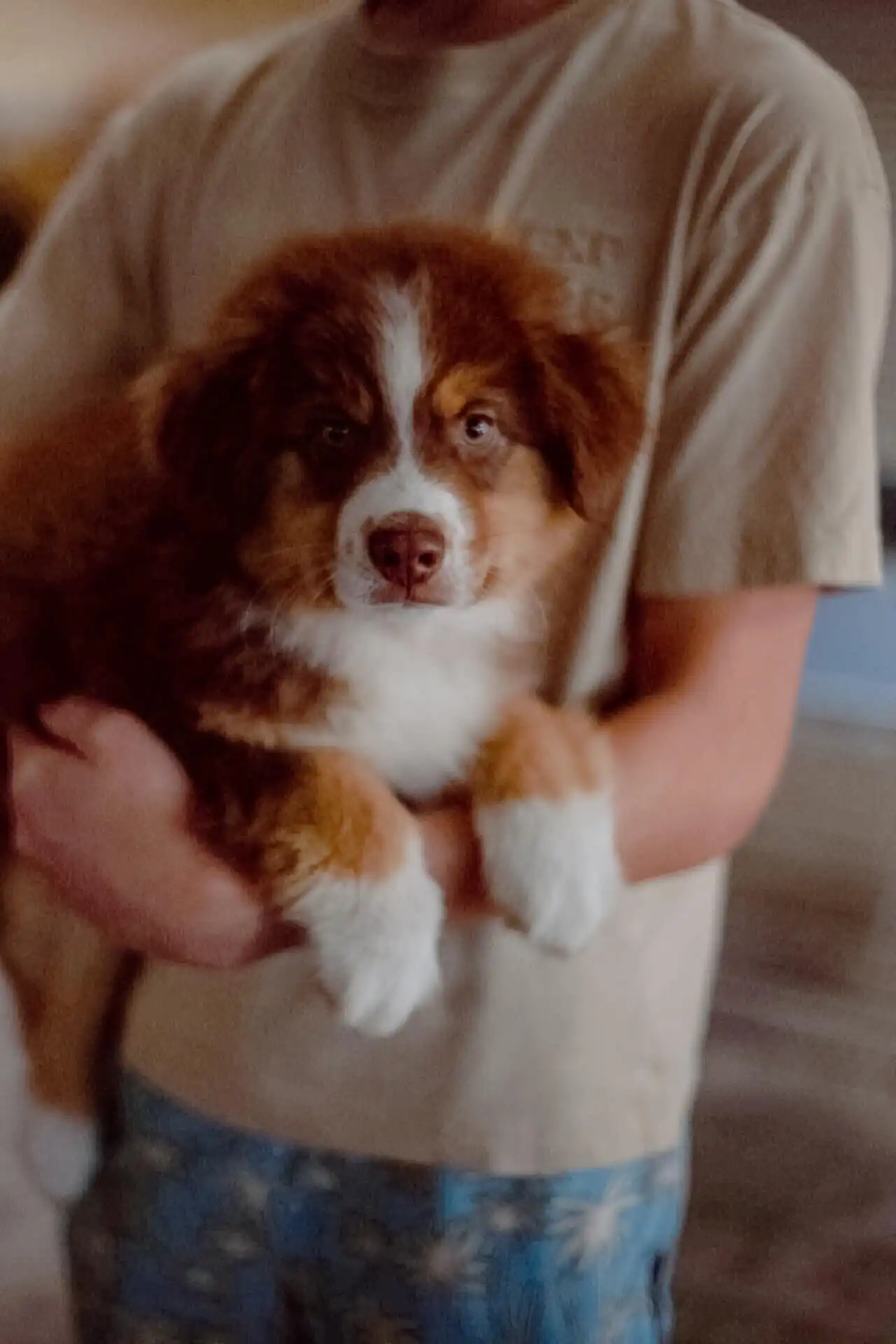 Mini Aussie Florida | Miniature American Shepherd Puppies