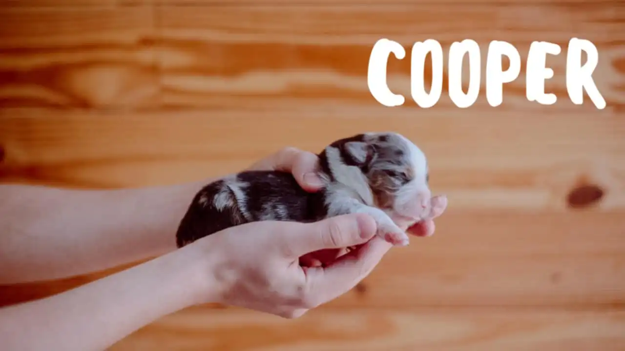 Mini Aussie Florida | Miniature American Shepherd Puppies